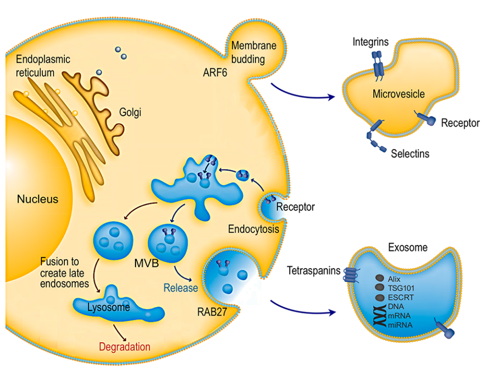 细胞外泌体：为何能火爆出圈成新宠？有什么作用？与干细胞有何区别？ - 未凡生物