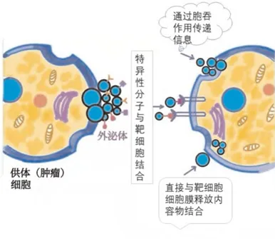 学术前沿丨外泌体技术及其主要研究进展概述 - 未凡生物
